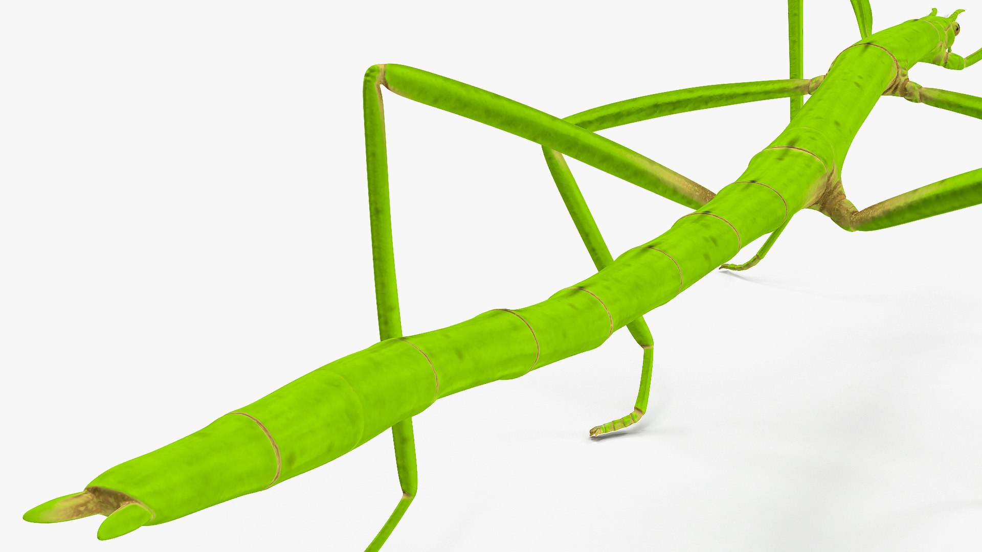 Stick insect green rigged 3D model - TurboSquid 1520304