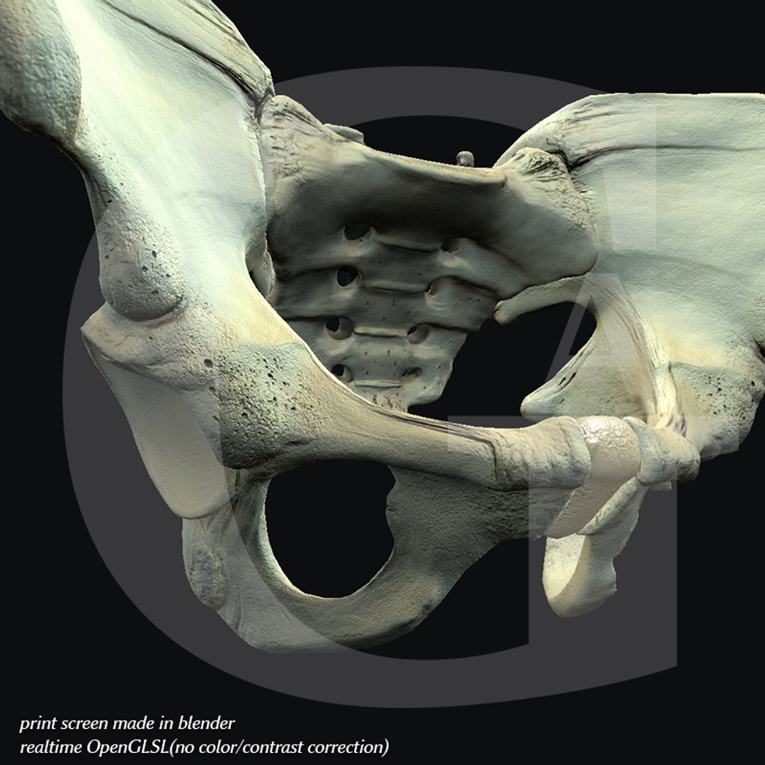 Pelvis - Male 3d Model