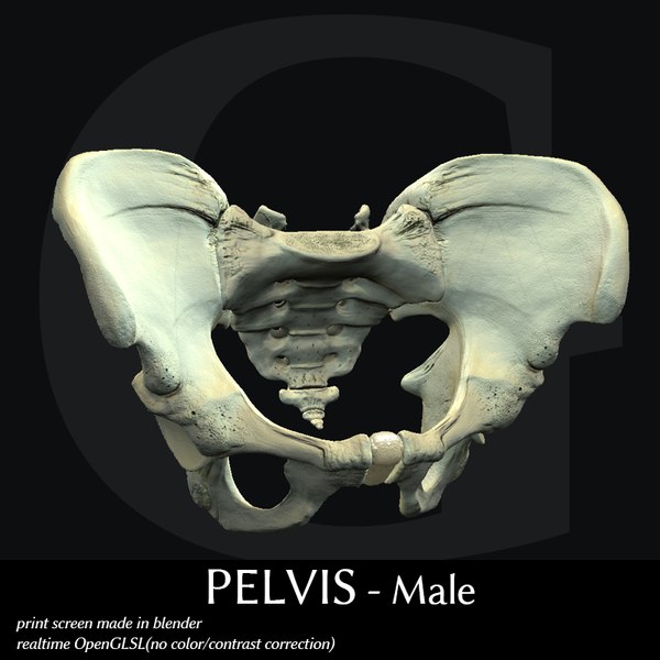 Modelo 3d Pelvis Hombre Turbosquid 889747