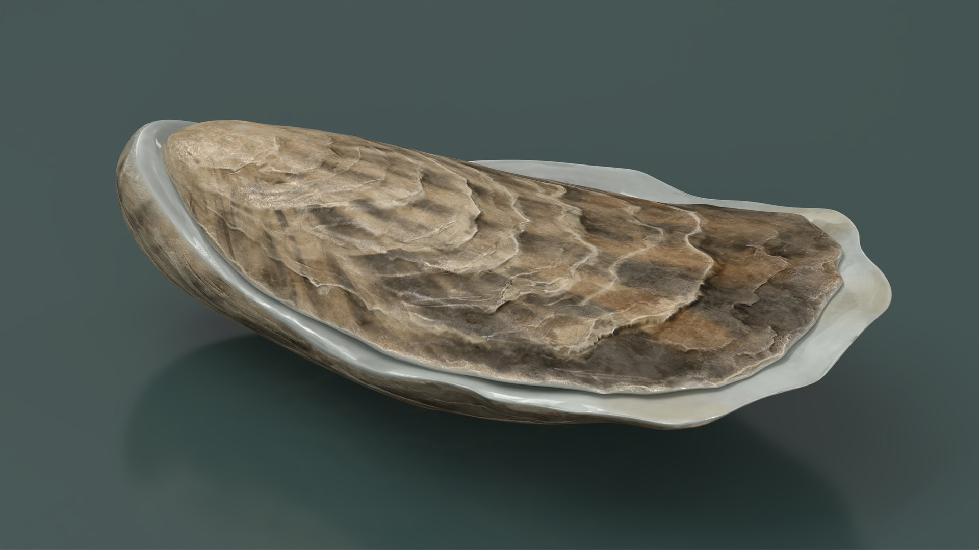 Closed Sea Oyster 3D Model - TurboSquid 2262528