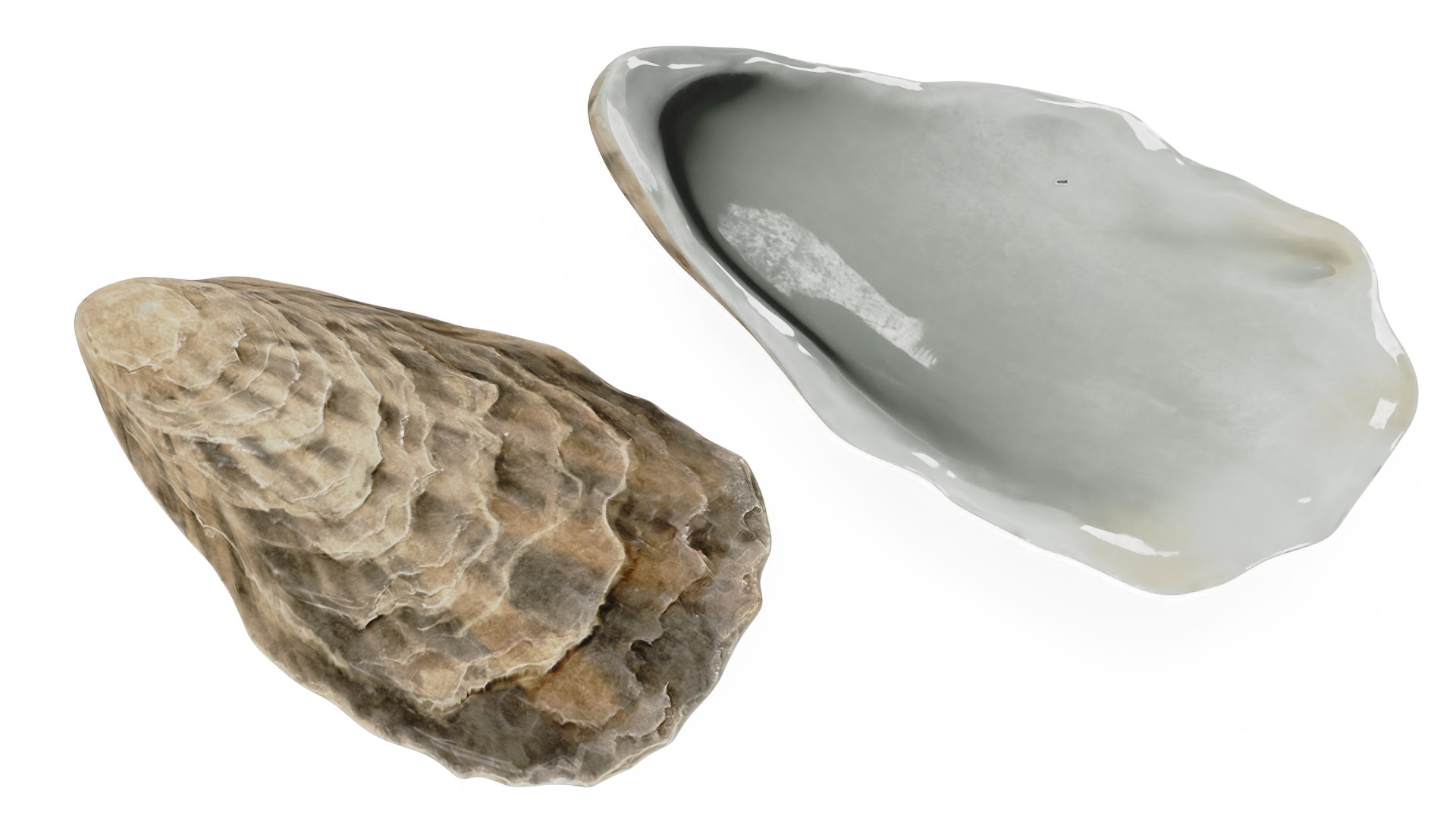 Closed Sea Oyster 3D Model - TurboSquid 2262528