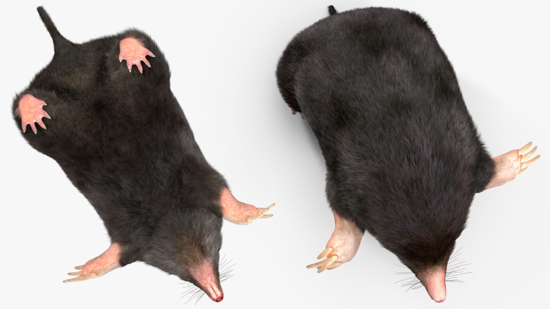 Burrowing Mole Fur Model - TurboSquid 2220847