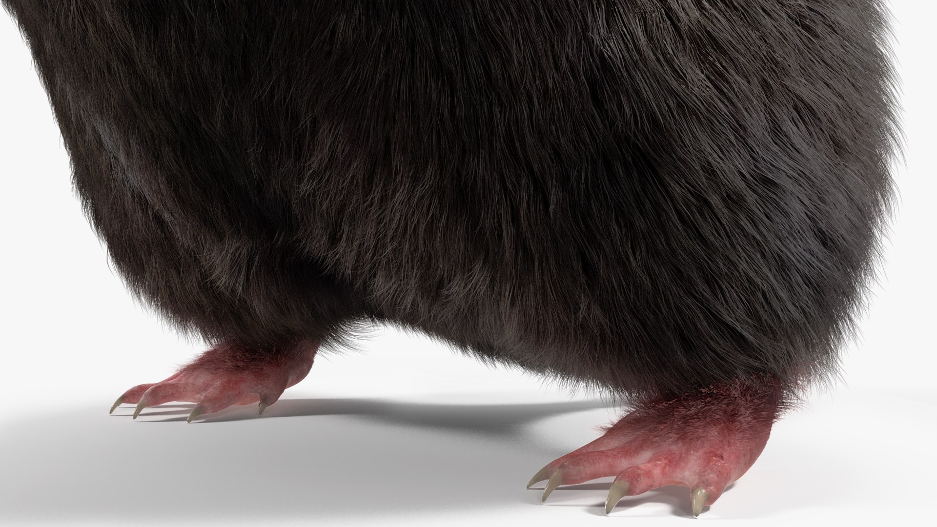 Burrowing Mole Fur Model - TurboSquid 2220847