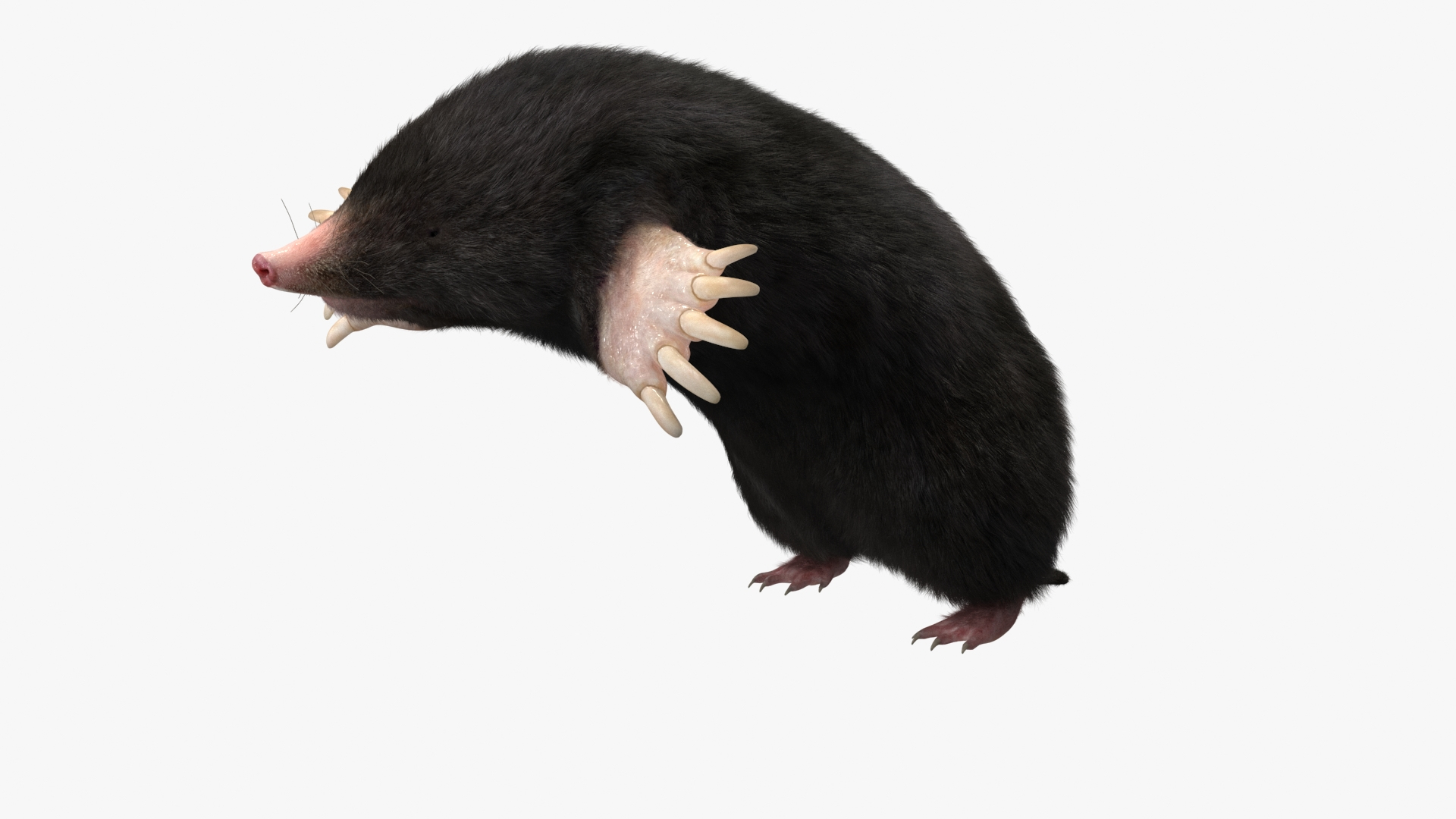 Burrowing Mole Fur Model - TurboSquid 2220847