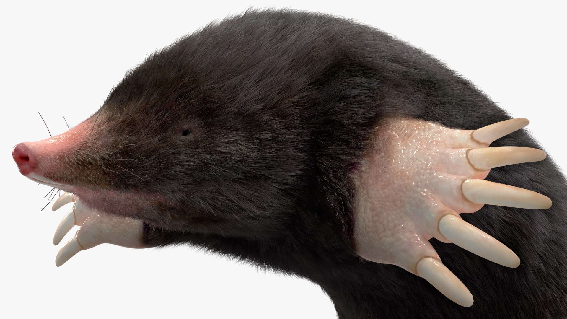 Burrowing Mole Fur Model - TurboSquid 2220847