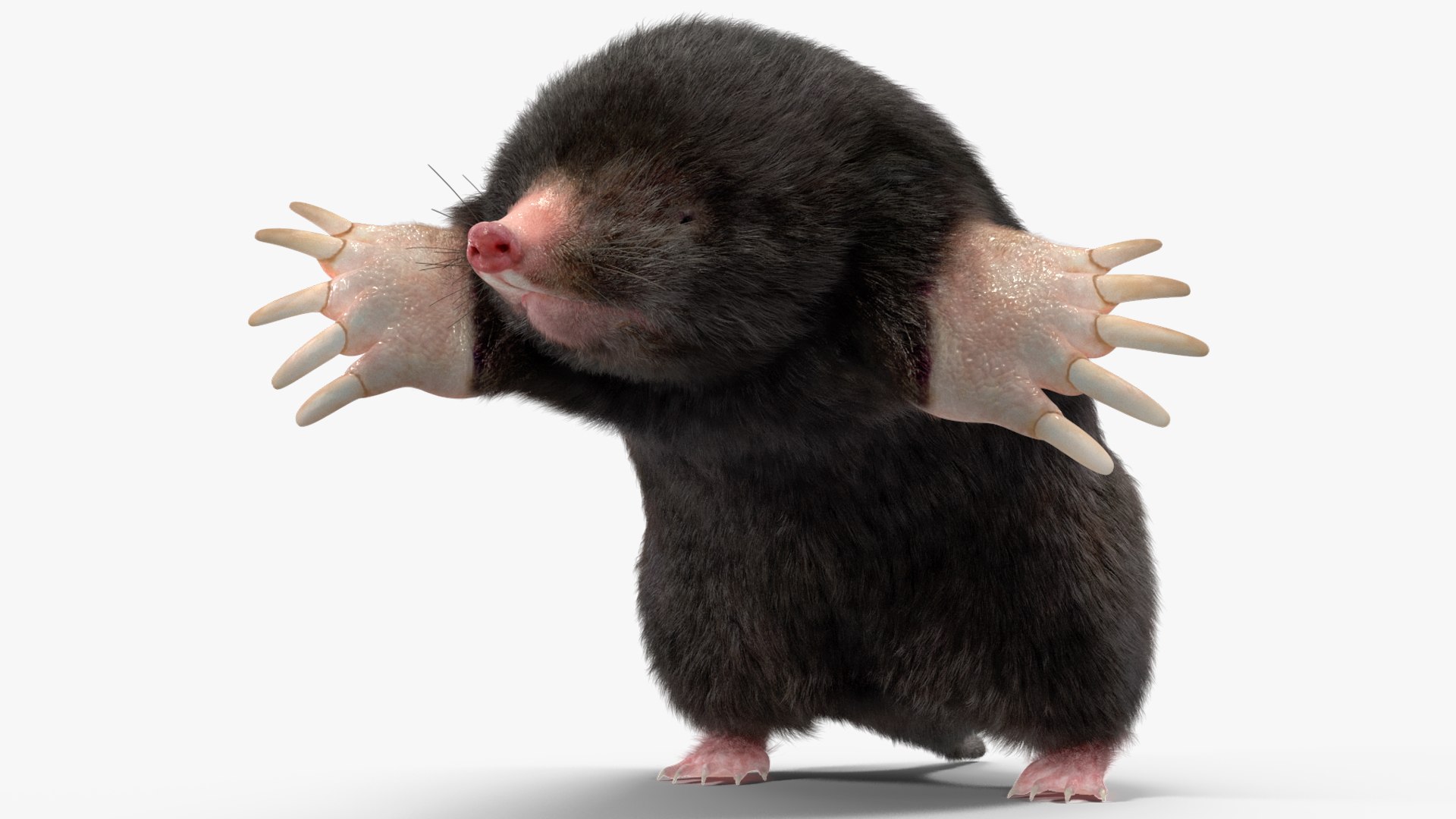 Burrowing Mole Fur Model - TurboSquid 2220847