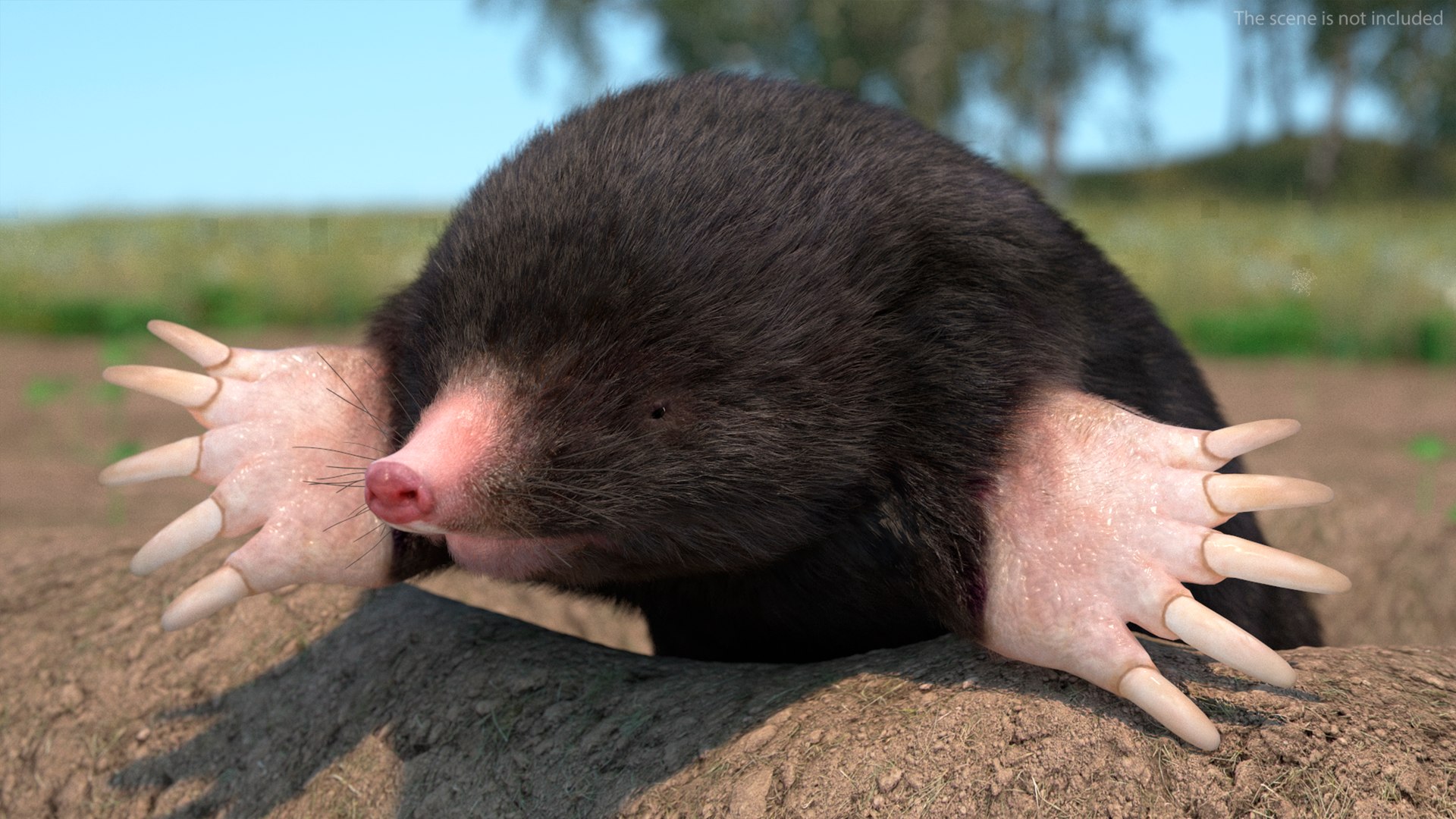 Burrowing Mole Fur Model - TurboSquid 2220847