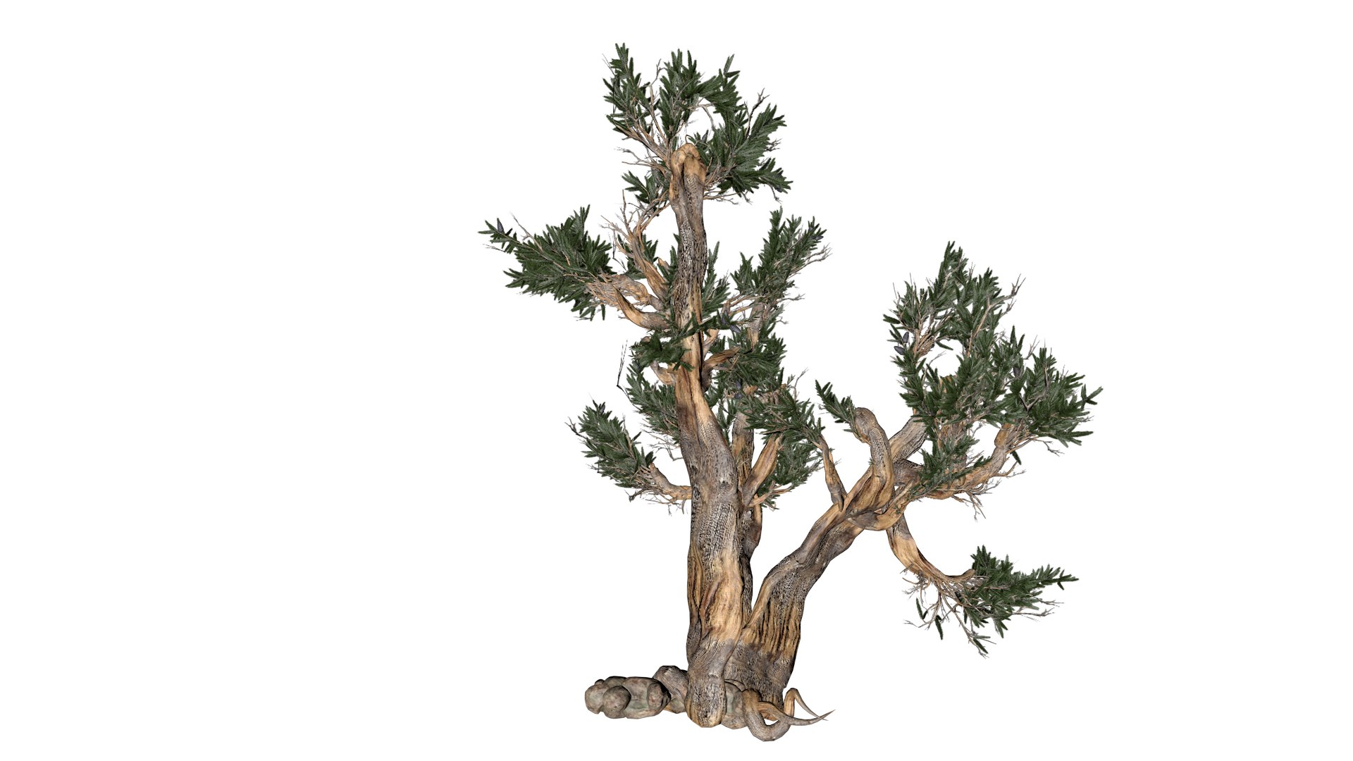 Bristlecone Pine Tree - 02 - 3D Model - TurboSquid 2372947