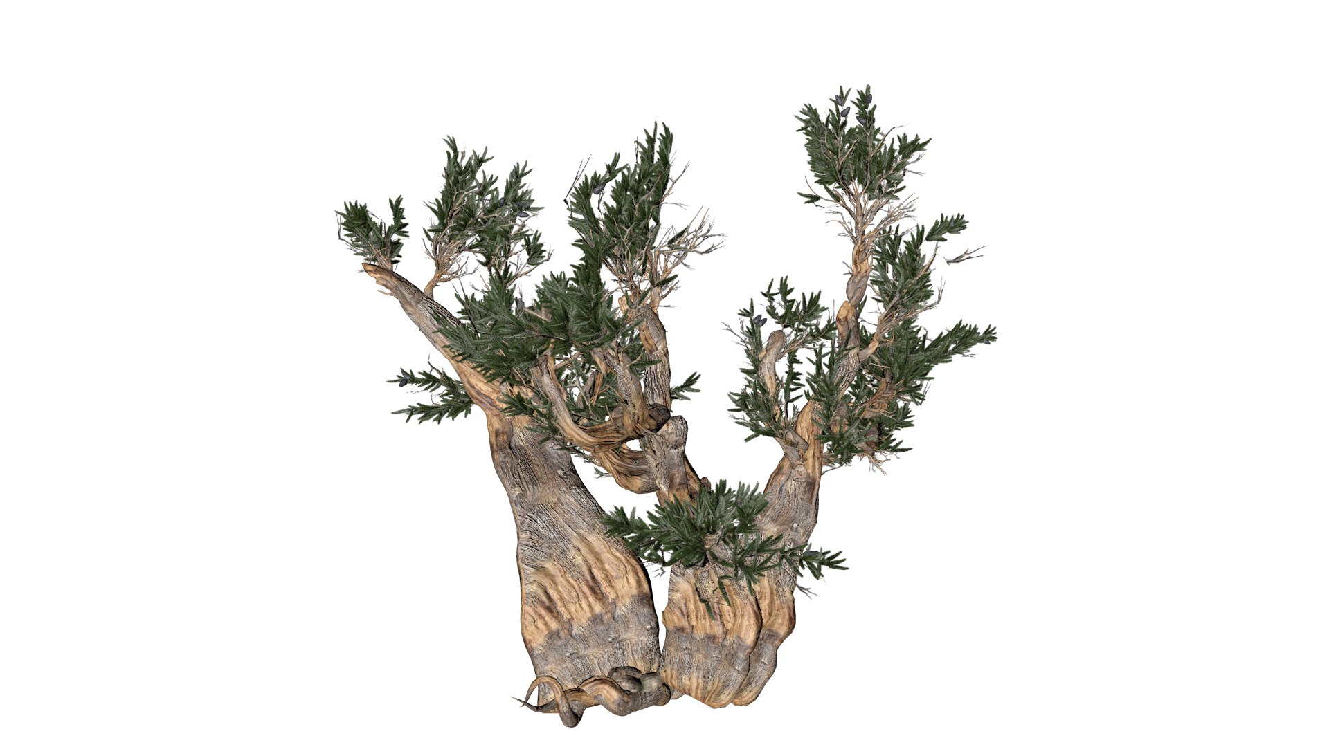 Bristlecone Pine Tree - 02 - 3D Model - TurboSquid 2372947