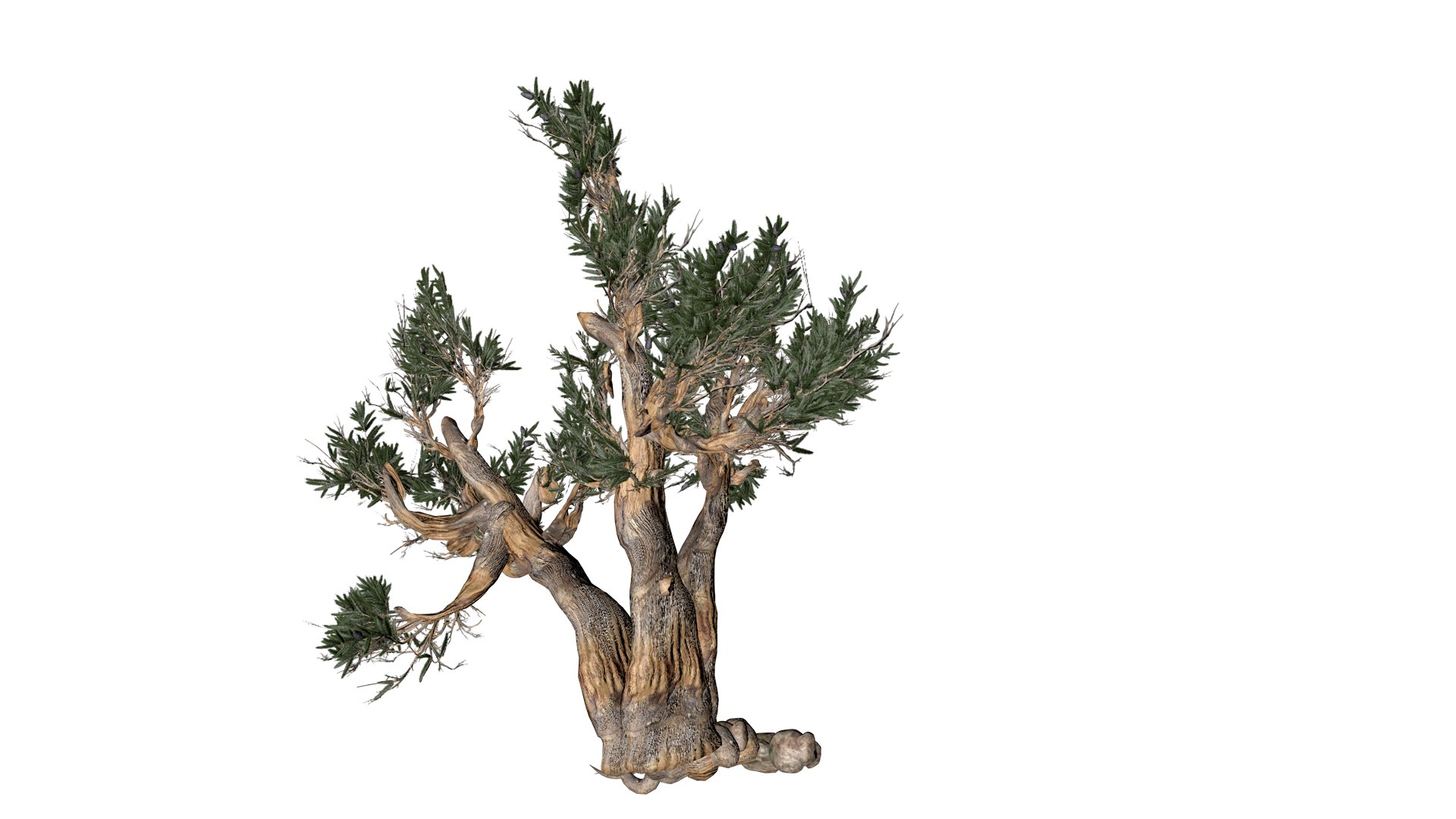 Bristlecone Pine Tree - 02 - 3D Model - TurboSquid 2372947