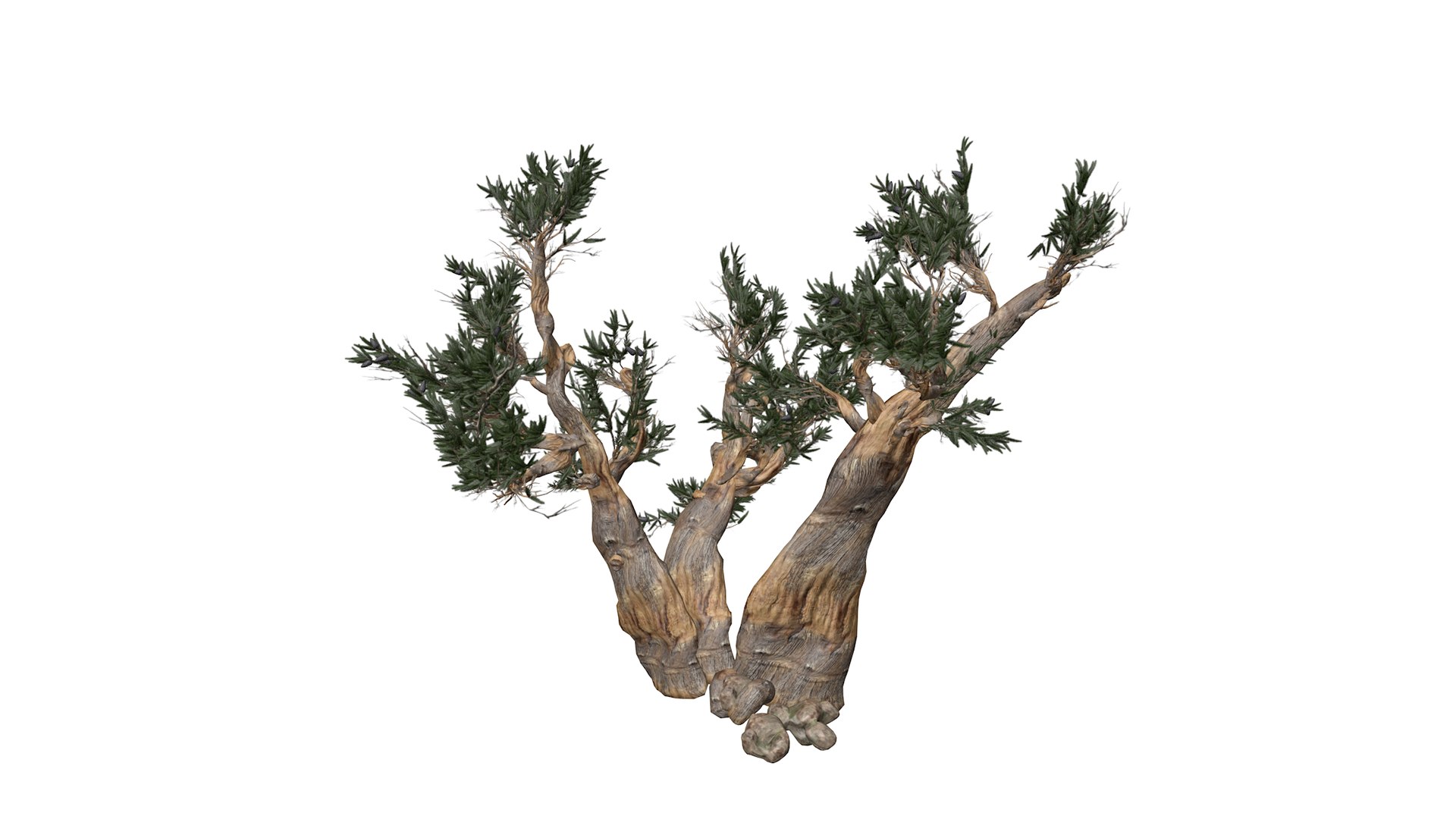 Bristlecone Pine Tree - 02 - 3D Model - TurboSquid 2372947