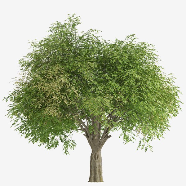 Set of Fraxinus griffithii or evergreen ash Trees - 2 Trees 3D 모델 ...