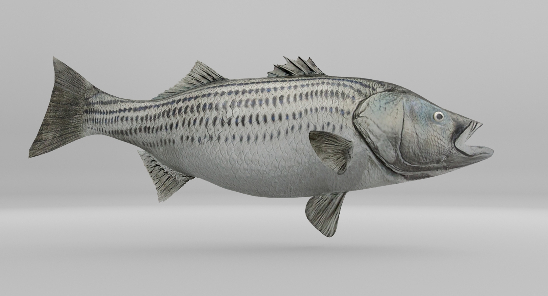 Striped Bass 3D Model - TurboSquid 1263597