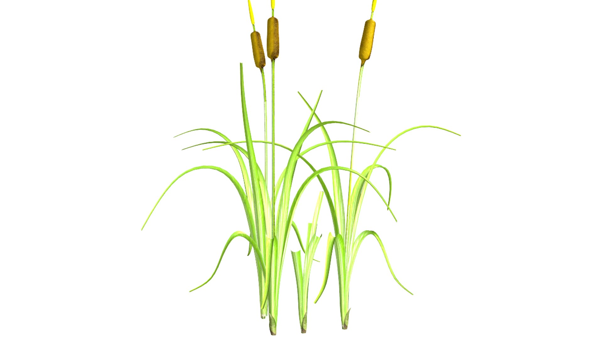 Typha Flowering Plants Obj