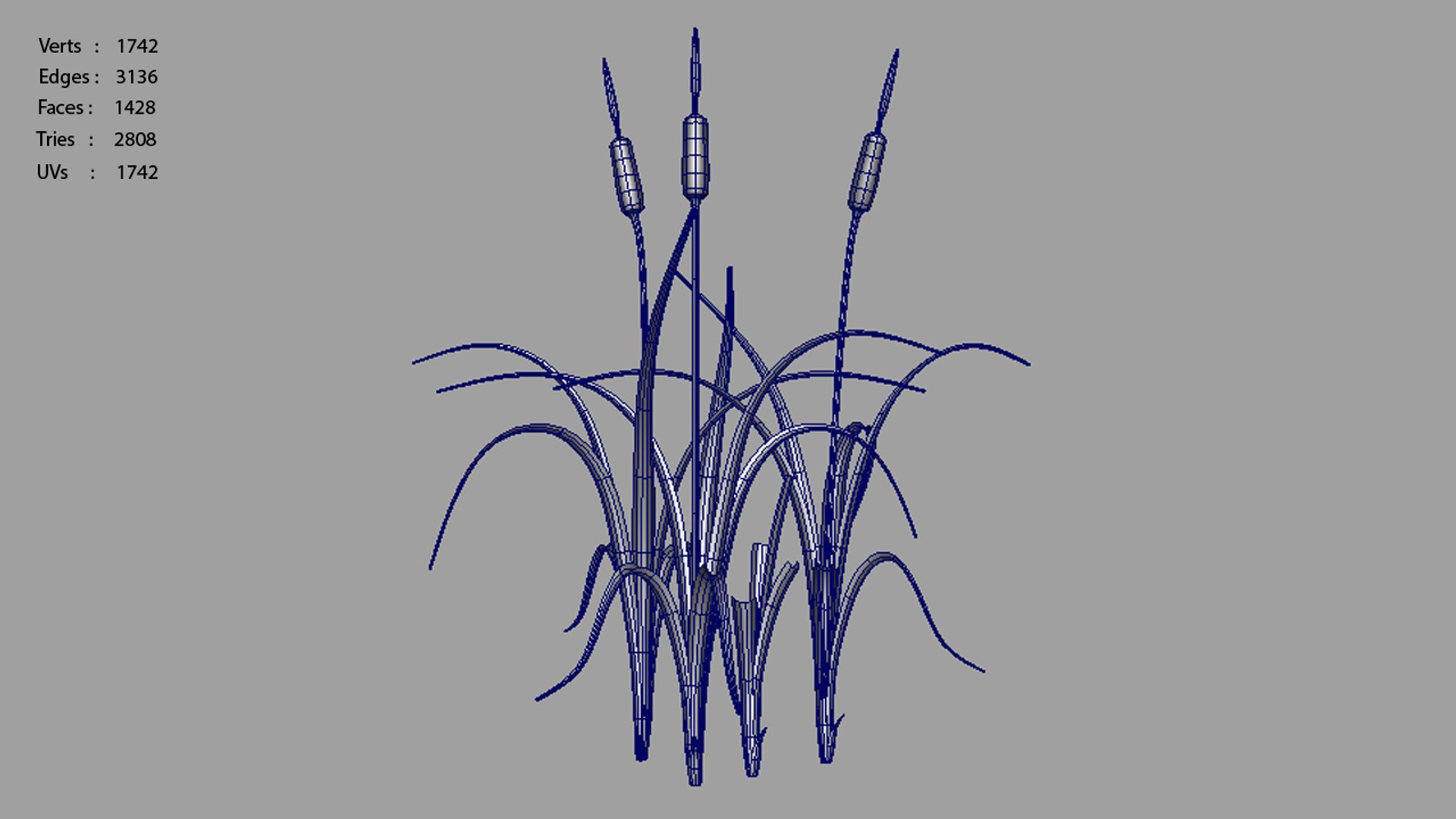 Typha Flowering Plants Obj