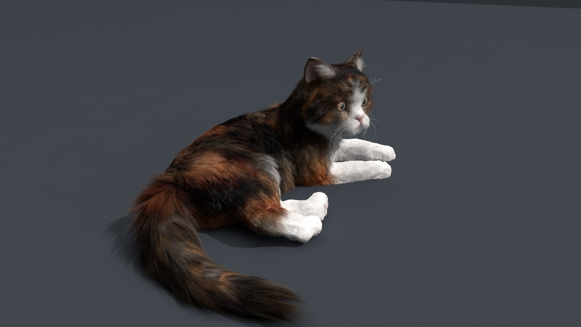 3D Cat Rigged Fur Animate - TurboSquid 1489554