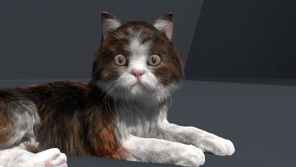 3D cat rigged fur animate - TurboSquid 1489554