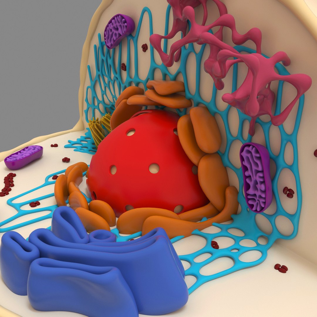 3d Model Cell