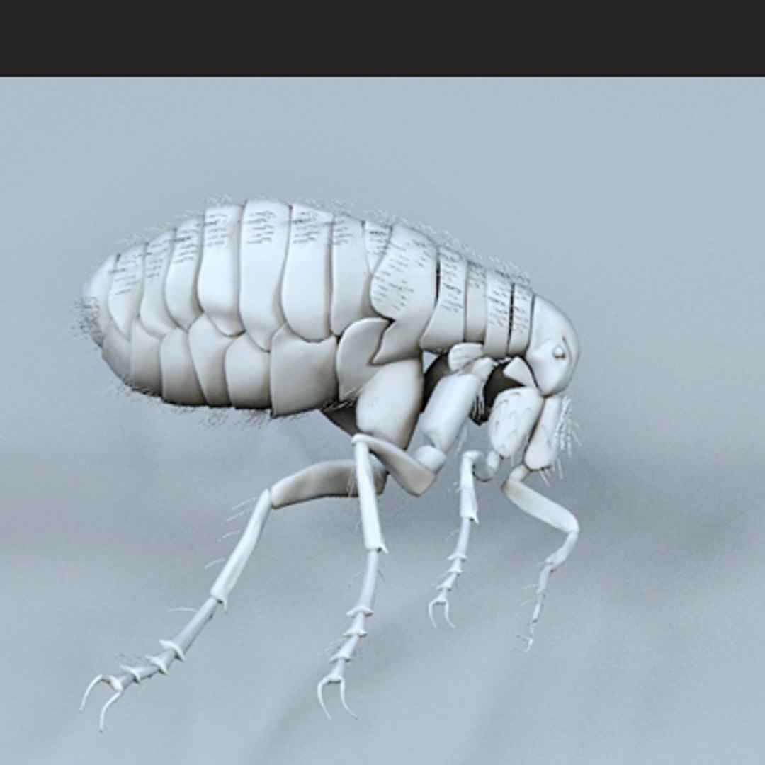 Flea 3d Model