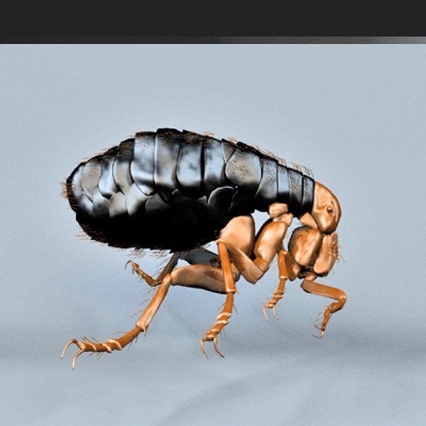 Flea 3D Models for Download | TurboSquid
