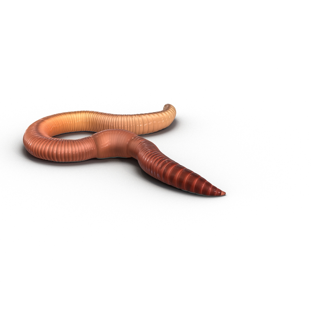 C4d Earth Worm Rigged