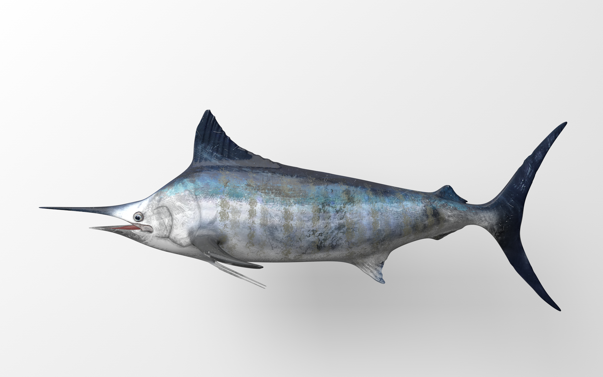 3D Marlin Rigged L1593 - TurboSquid 1826588