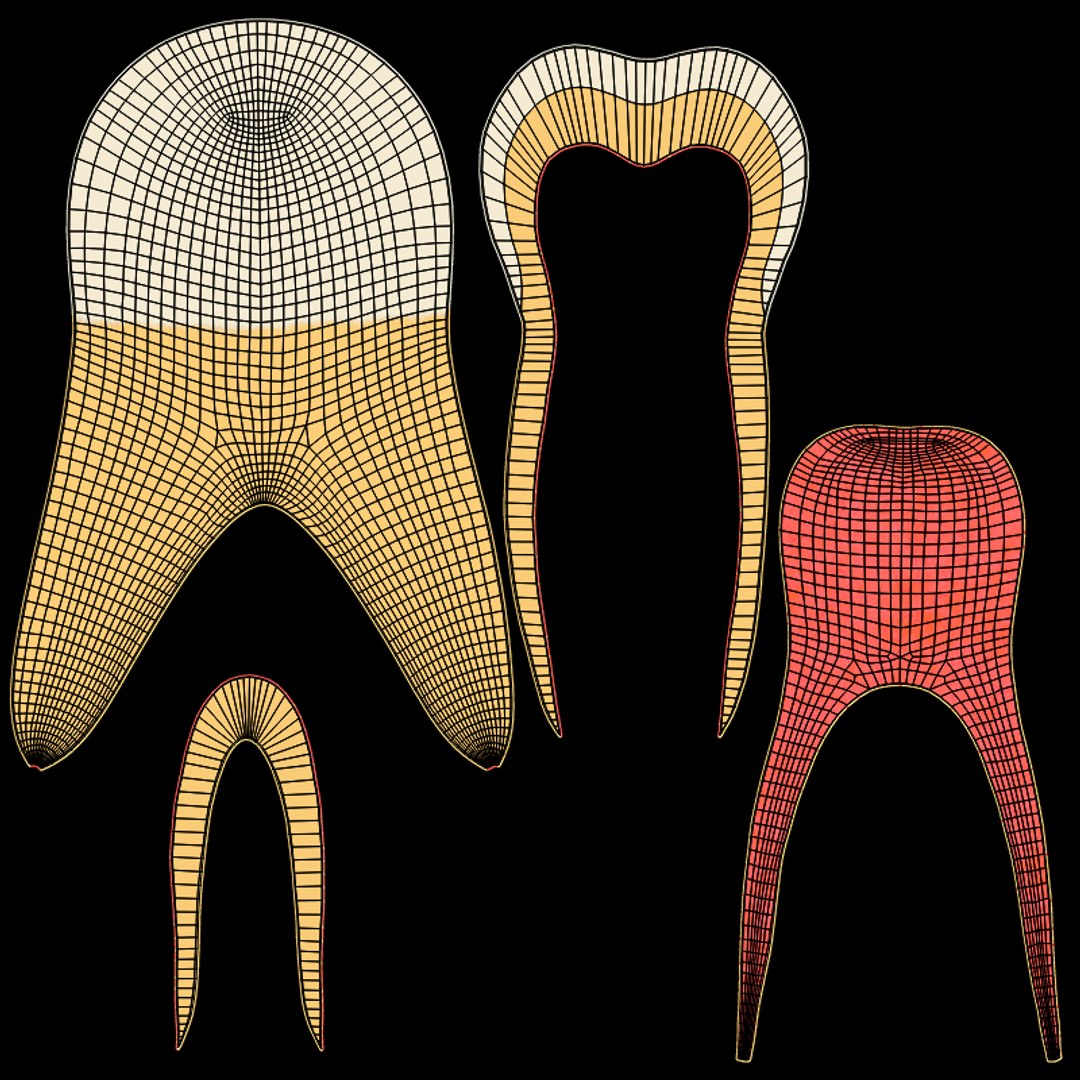 3D Tooth Molar Anatomy Sctructure Model - TurboSquid 1846713