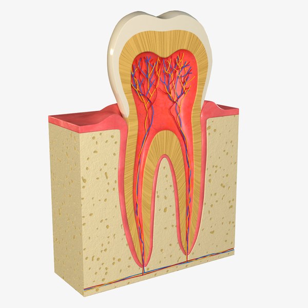 modelo 3d Estructura de la anatomía del molar del diente - TurboSquid ...
