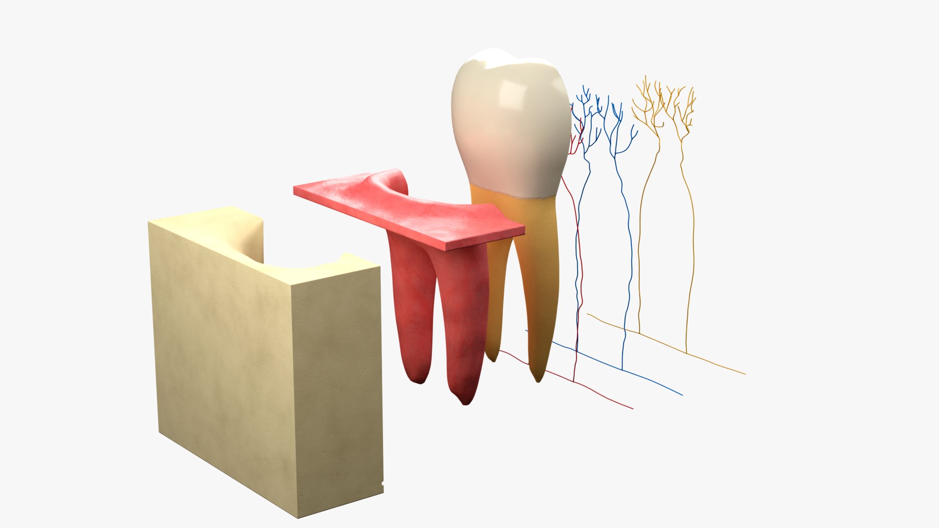3D Tooth Molar Anatomy Sctructure Model - TurboSquid 1846713