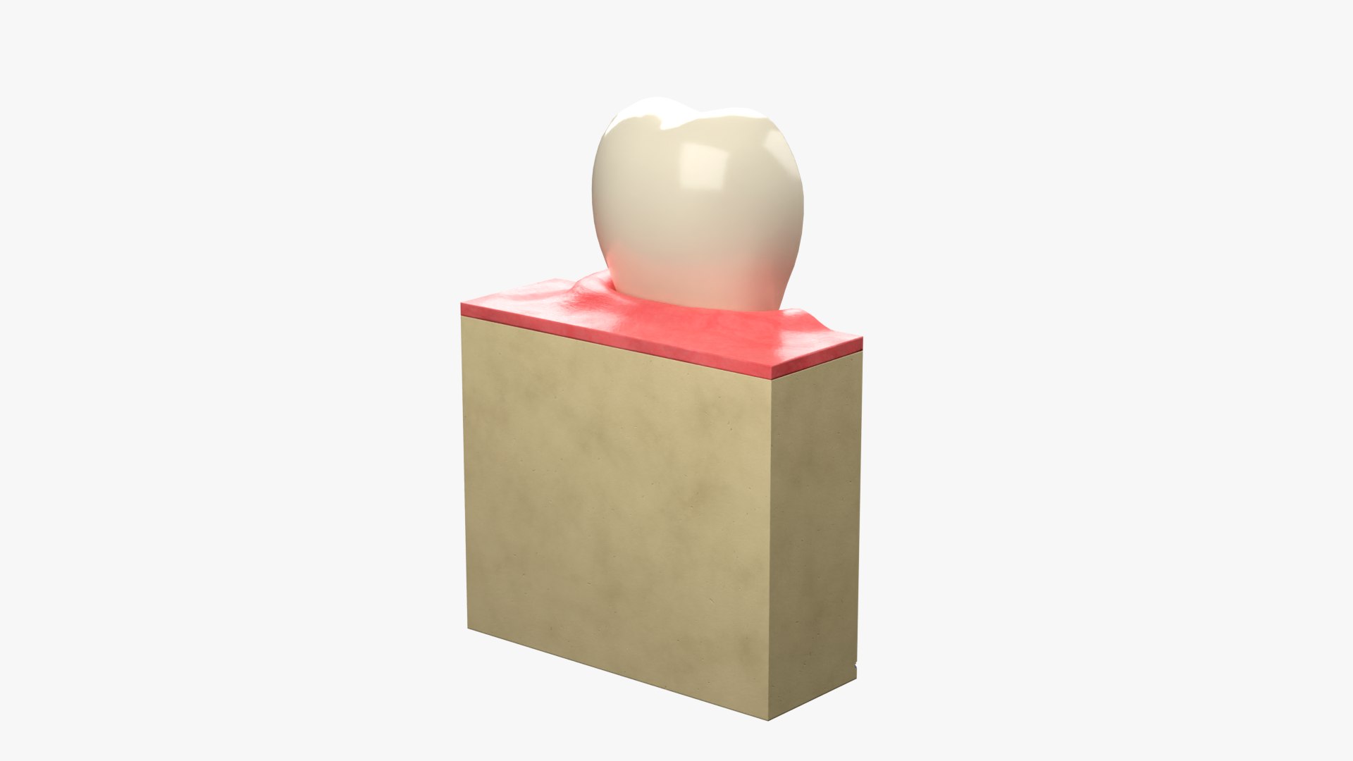 3D Tooth Molar Anatomy Sctructure Model - TurboSquid 1846713