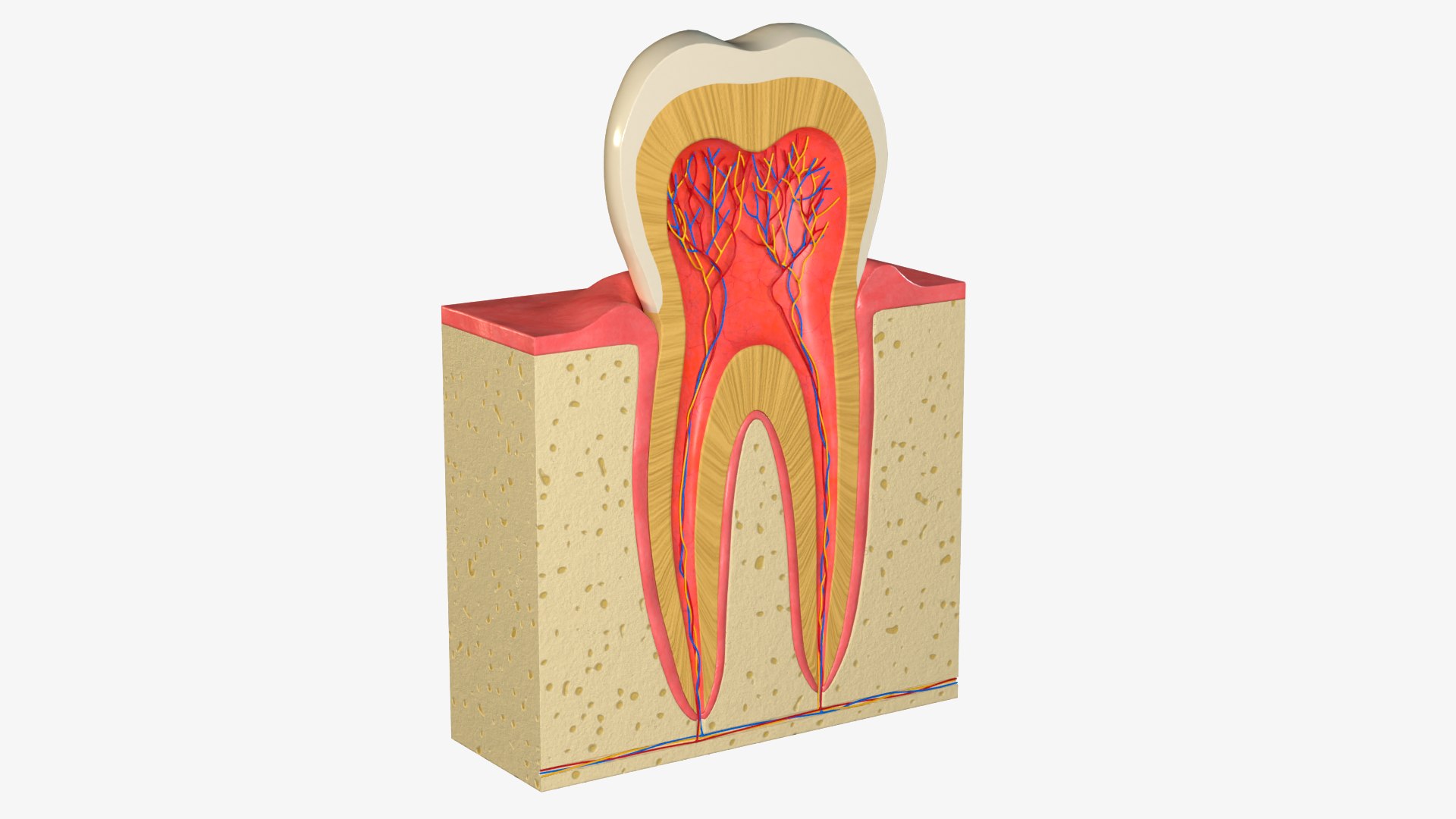 modelo 3d Estructura de la anatomía del molar del diente - TurboSquid ...