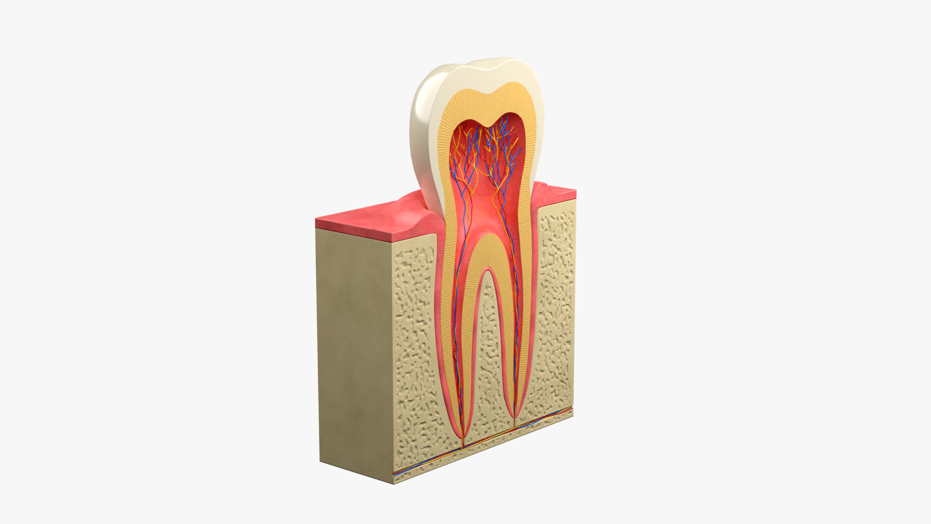 3D Tooth Molar Anatomy Sctructure Model - TurboSquid 1846713