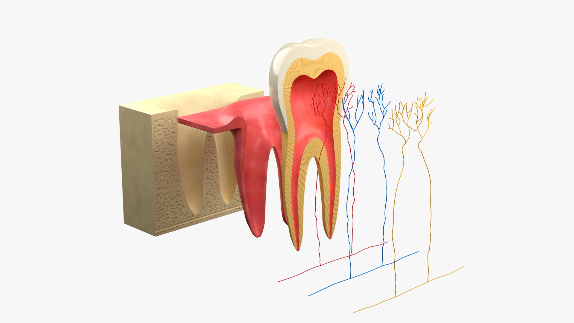 3D Tooth Molar Anatomy Sctructure Model - TurboSquid 1846713
