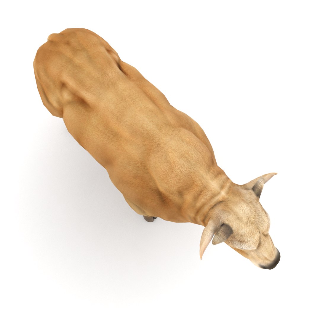 Bodacious Bull Buck Model - TurboSquid 1398549