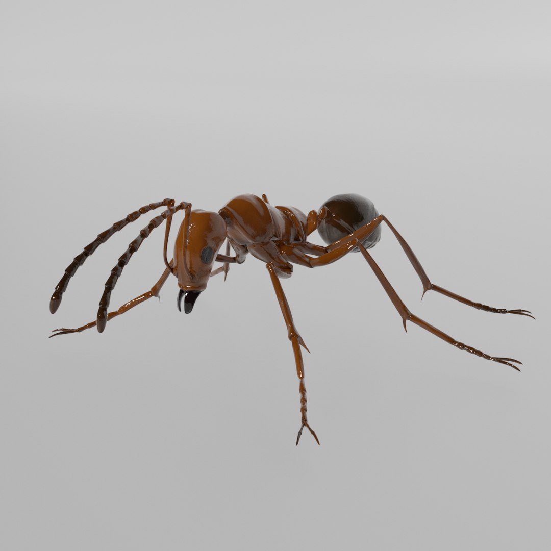 Ant 3D - TurboSquid 1630284