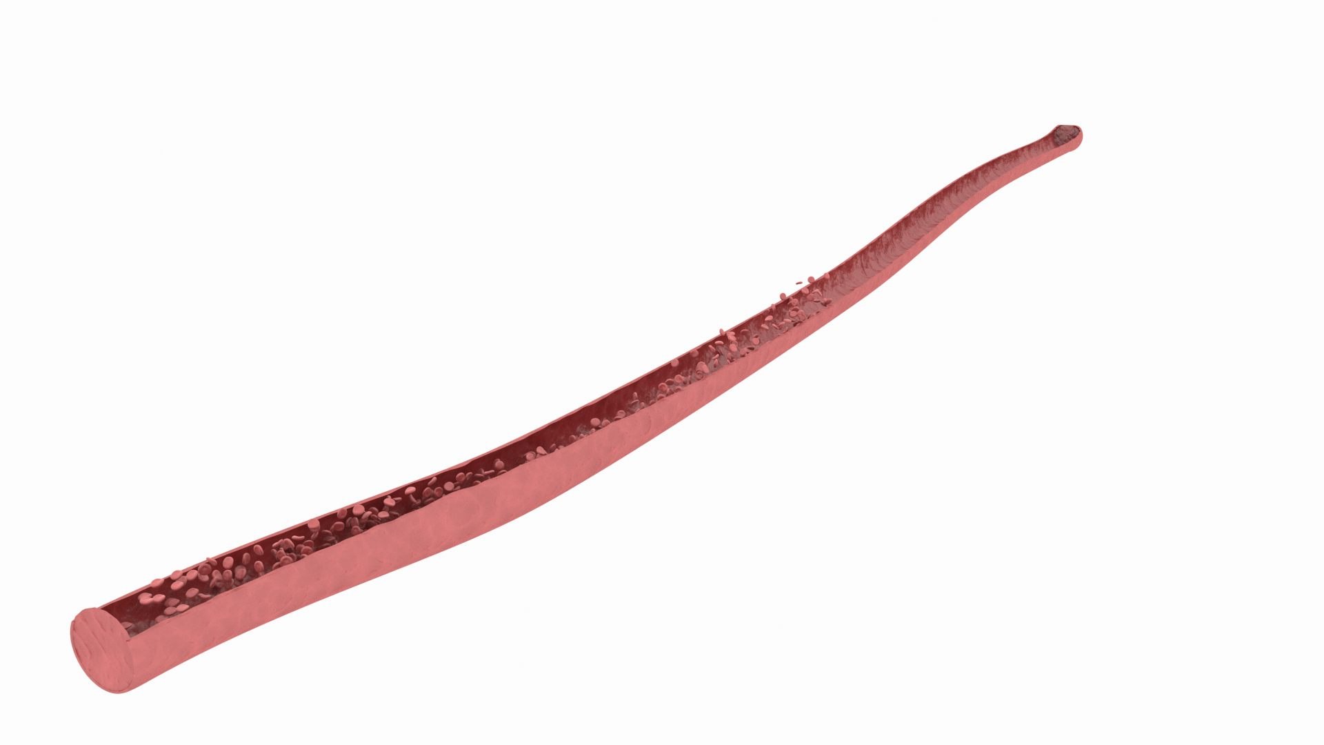 3D model Blood Cells flowing Animation - TurboSquid 1810860