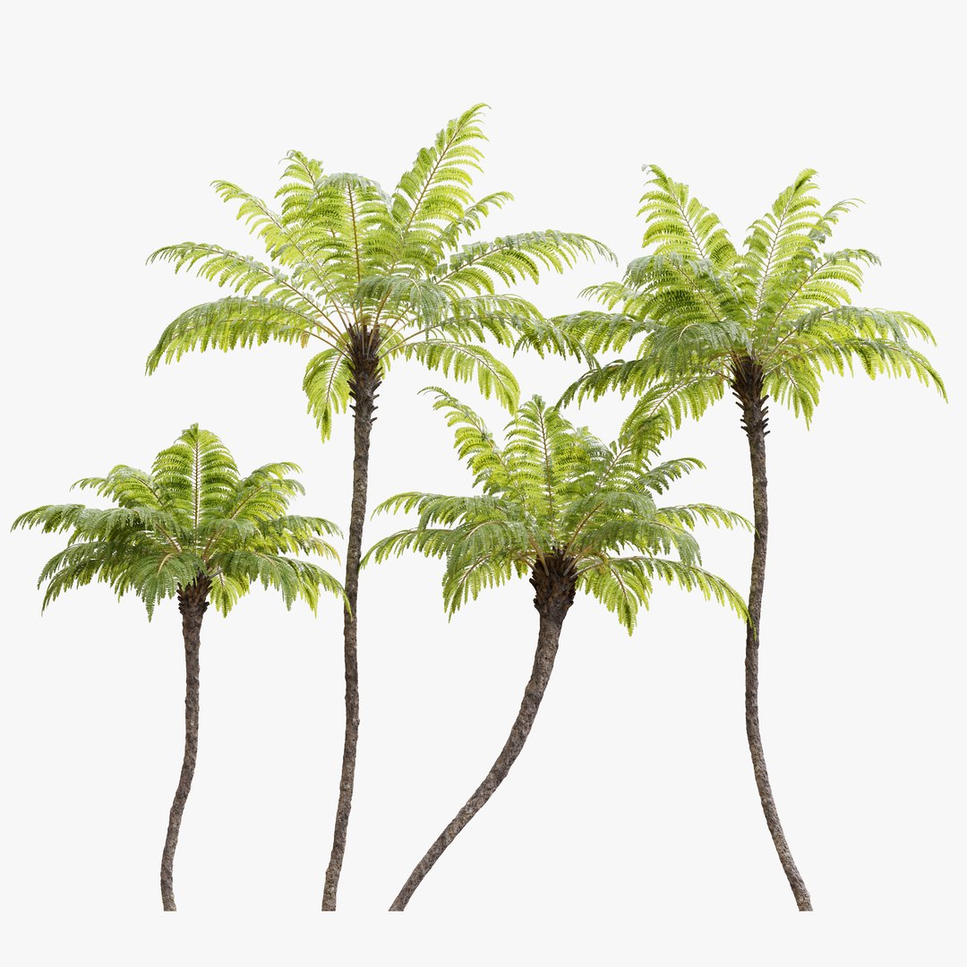 3D Australian Tree Fern - TurboSquid 1939773