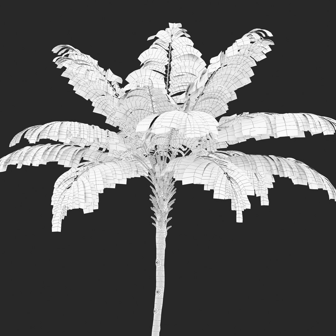 3D Australian Tree Fern - TurboSquid 1939773