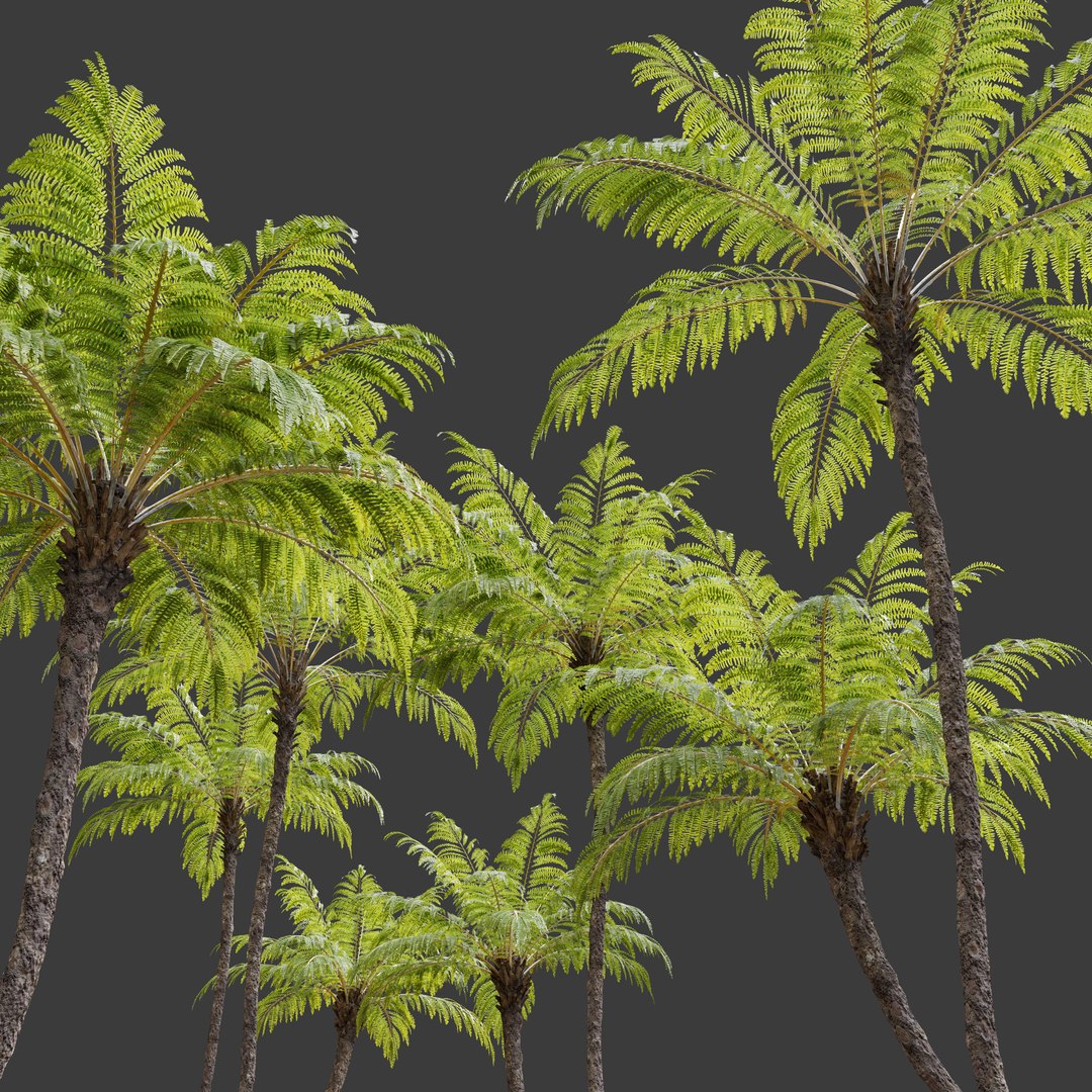 3D Australian Tree Fern - TurboSquid 1939773