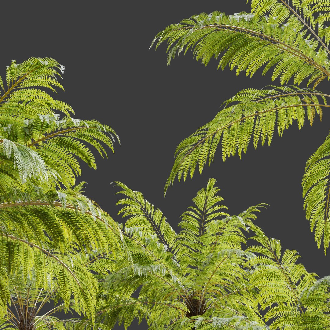 3D Australian Tree Fern - TurboSquid 1939773
