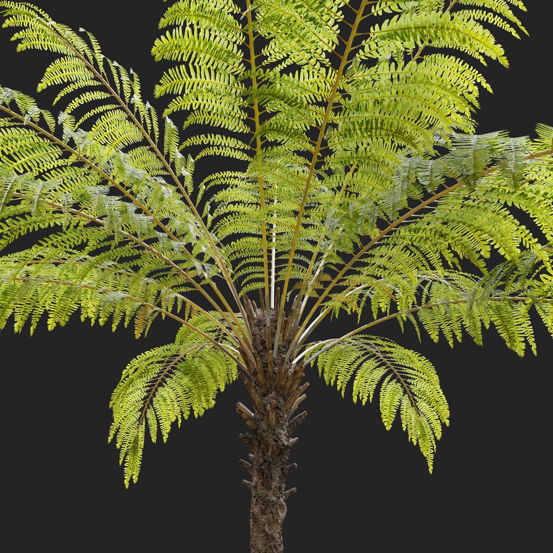 3D Australian Tree Fern - TurboSquid 1939773