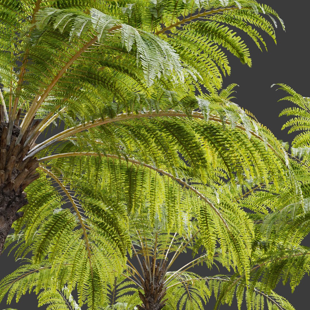 3D Australian Tree Fern - TurboSquid 1939773