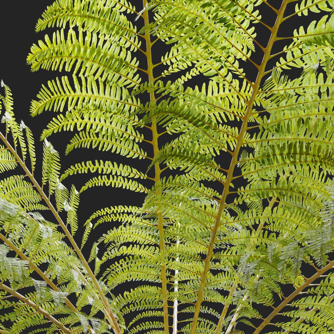 3D Australian Tree Fern - TurboSquid 1939773