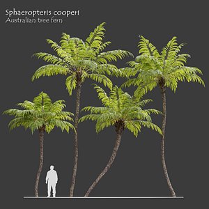 Tree Fern 3D Model - TurboSquid 1945565