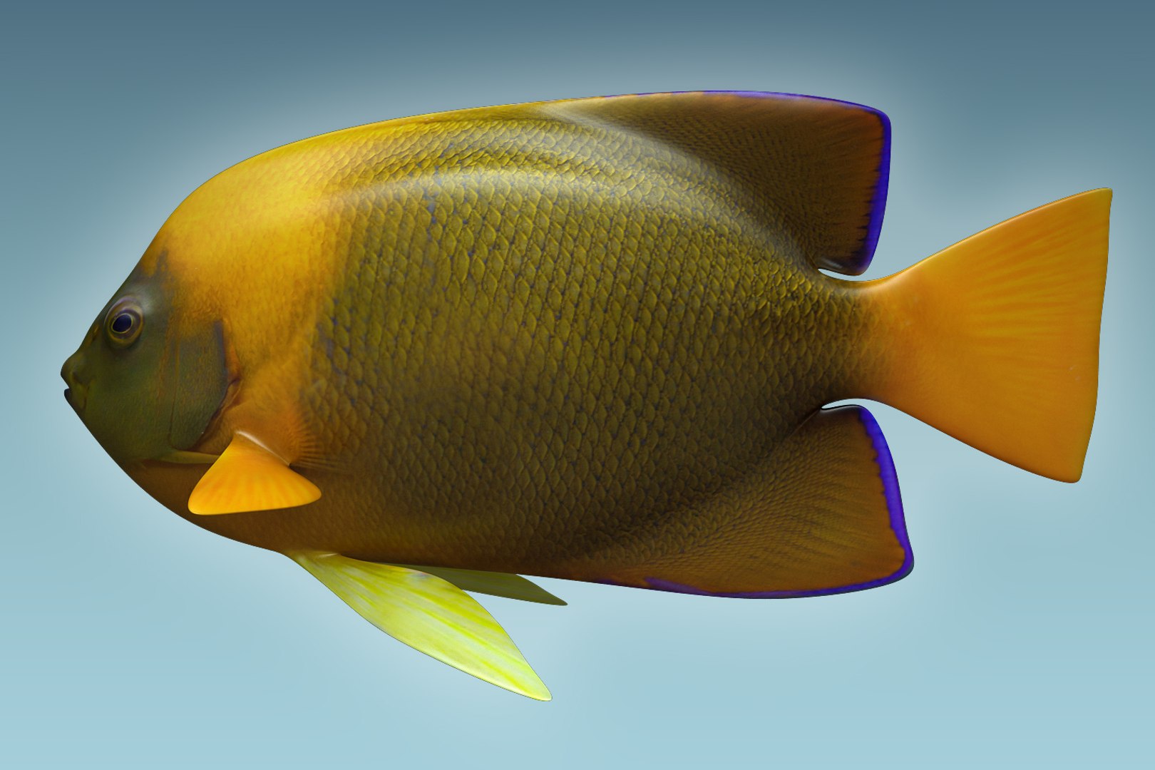 Angle Fish 14 3D Model - TurboSquid 1208432