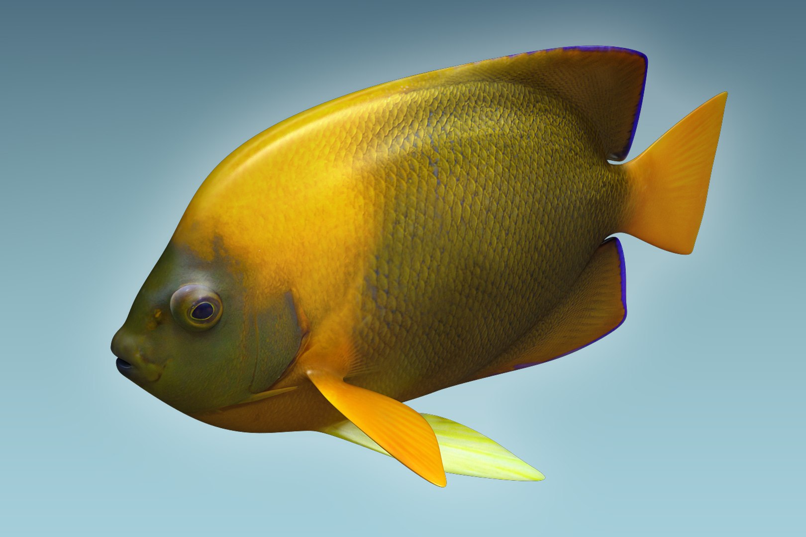 Angle Fish 14 3D Model - TurboSquid 1208432