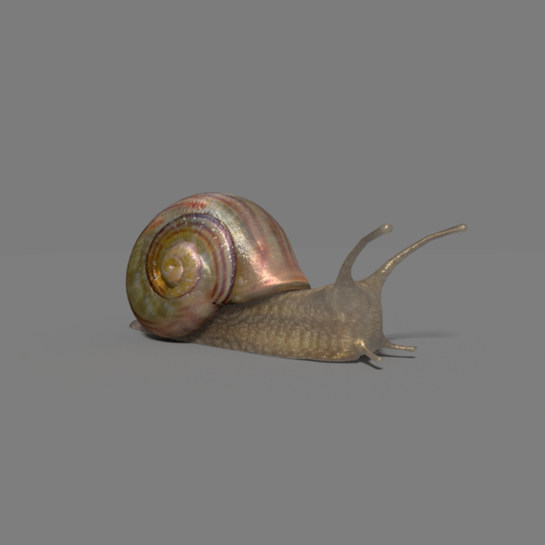 X Snail Helix Aspersa