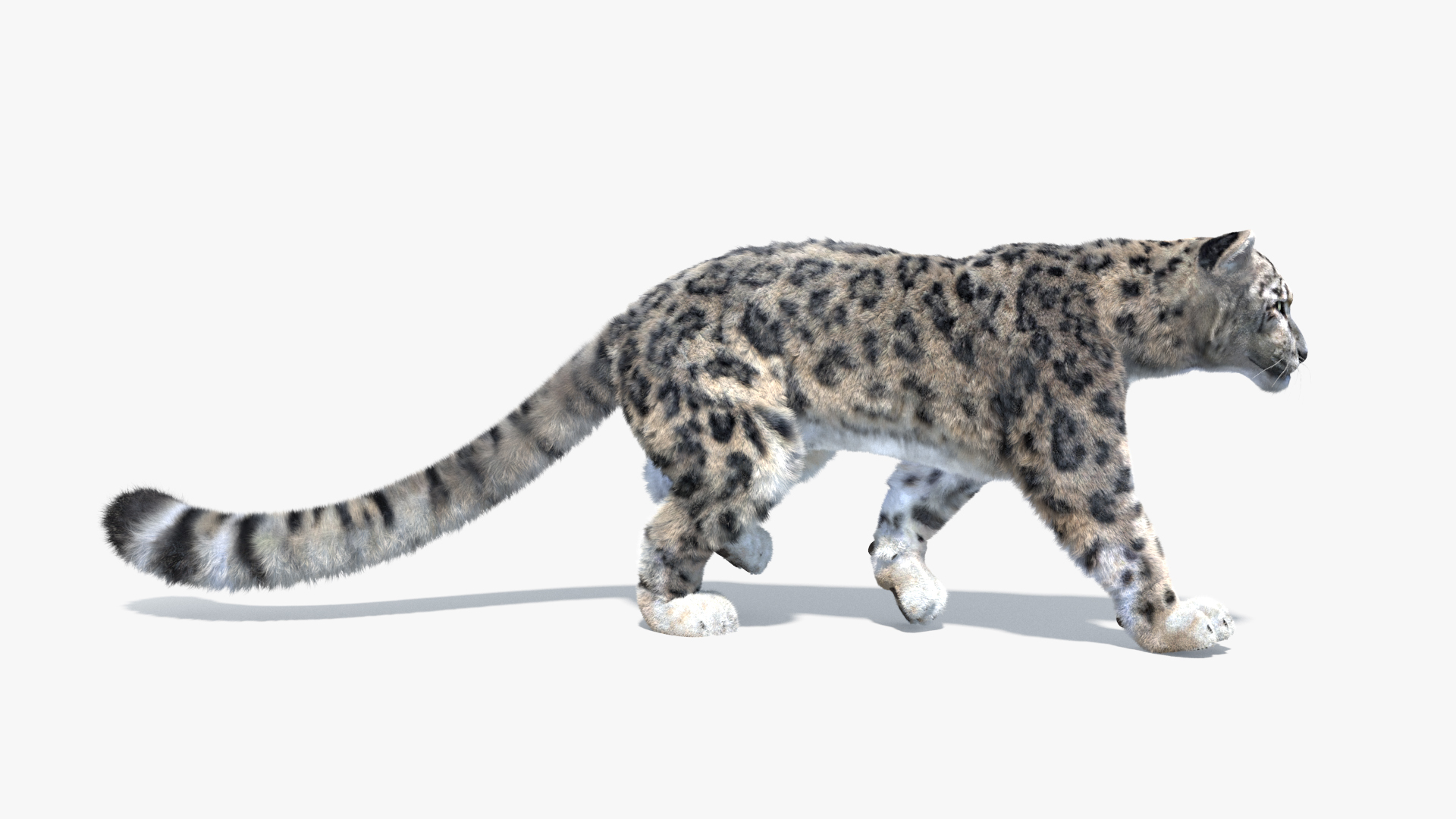 3D snow leopard animation model - TurboSquid 1487680