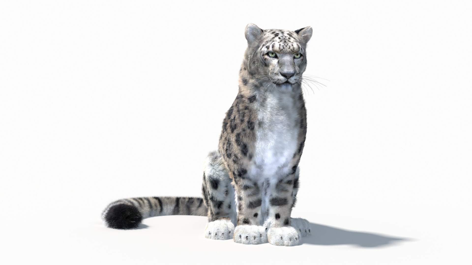 3D snow leopard animation model - TurboSquid 1487680