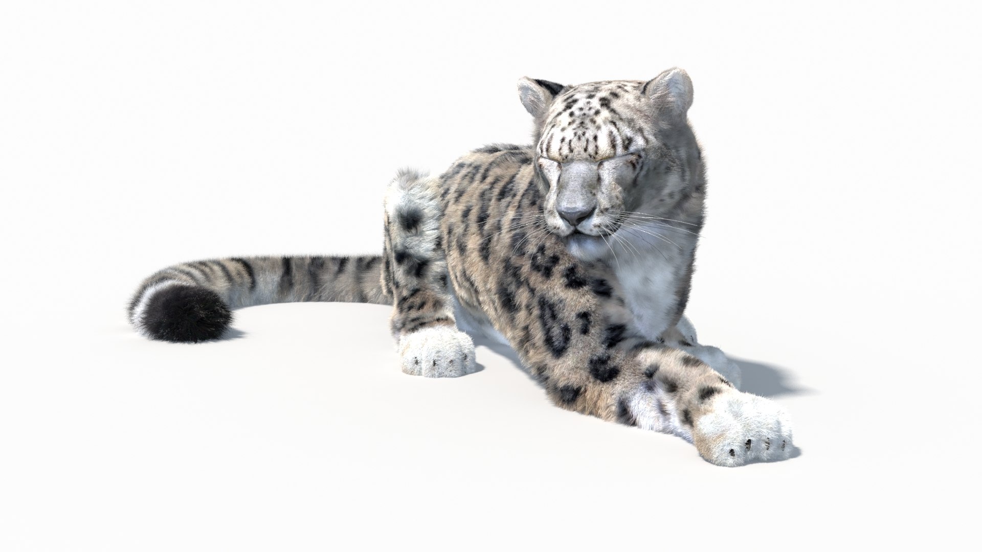 3D snow leopard animation model - TurboSquid 1487680